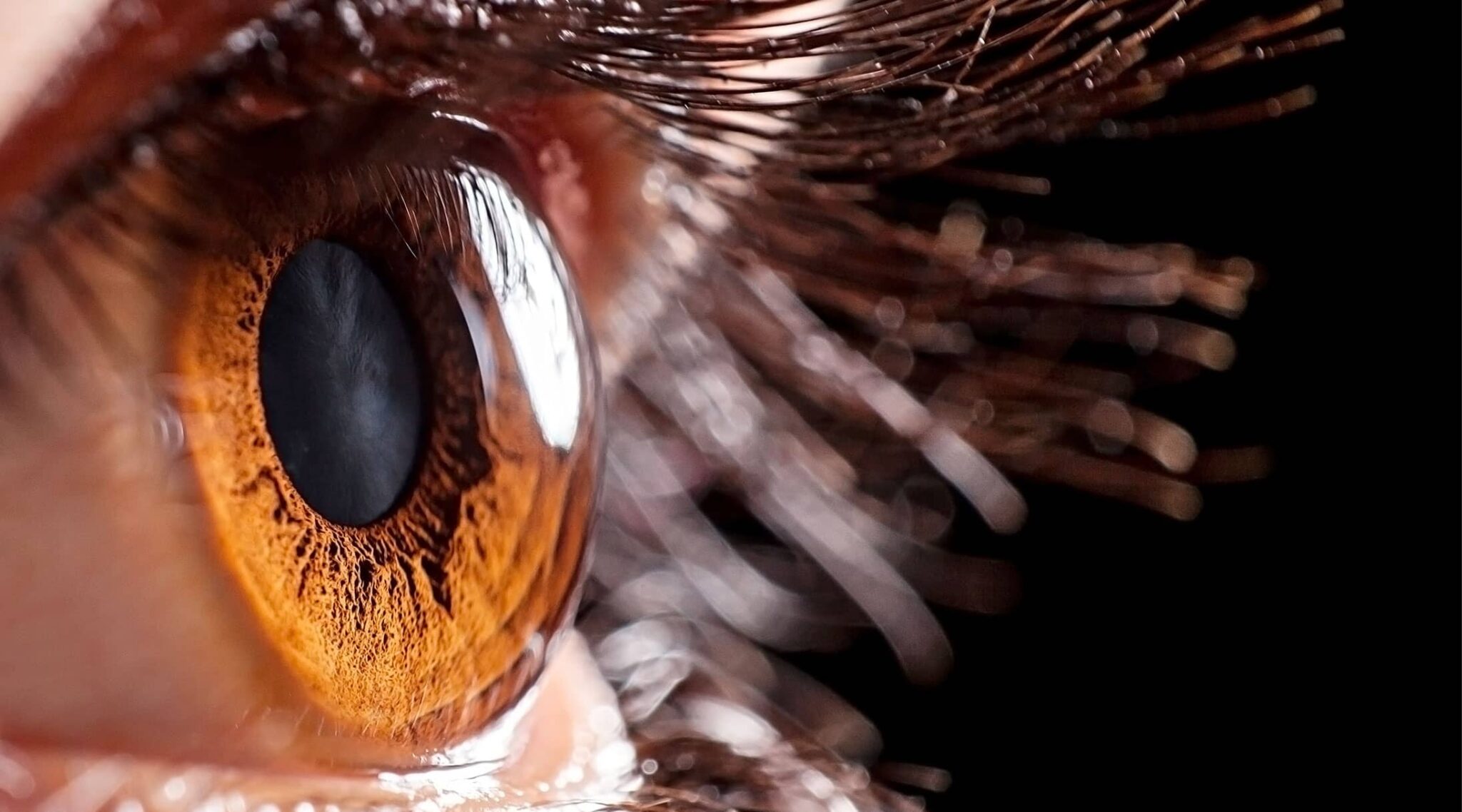 Les différents rôles de votre cornée | OPH 78 | Le Port Marly